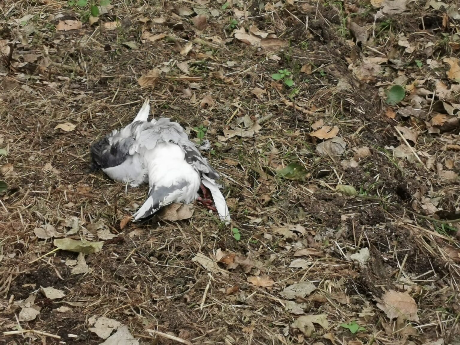 ONAFHANKELIJK DELFT, dè lokale politieke partij van Delft sinds 2006 ...