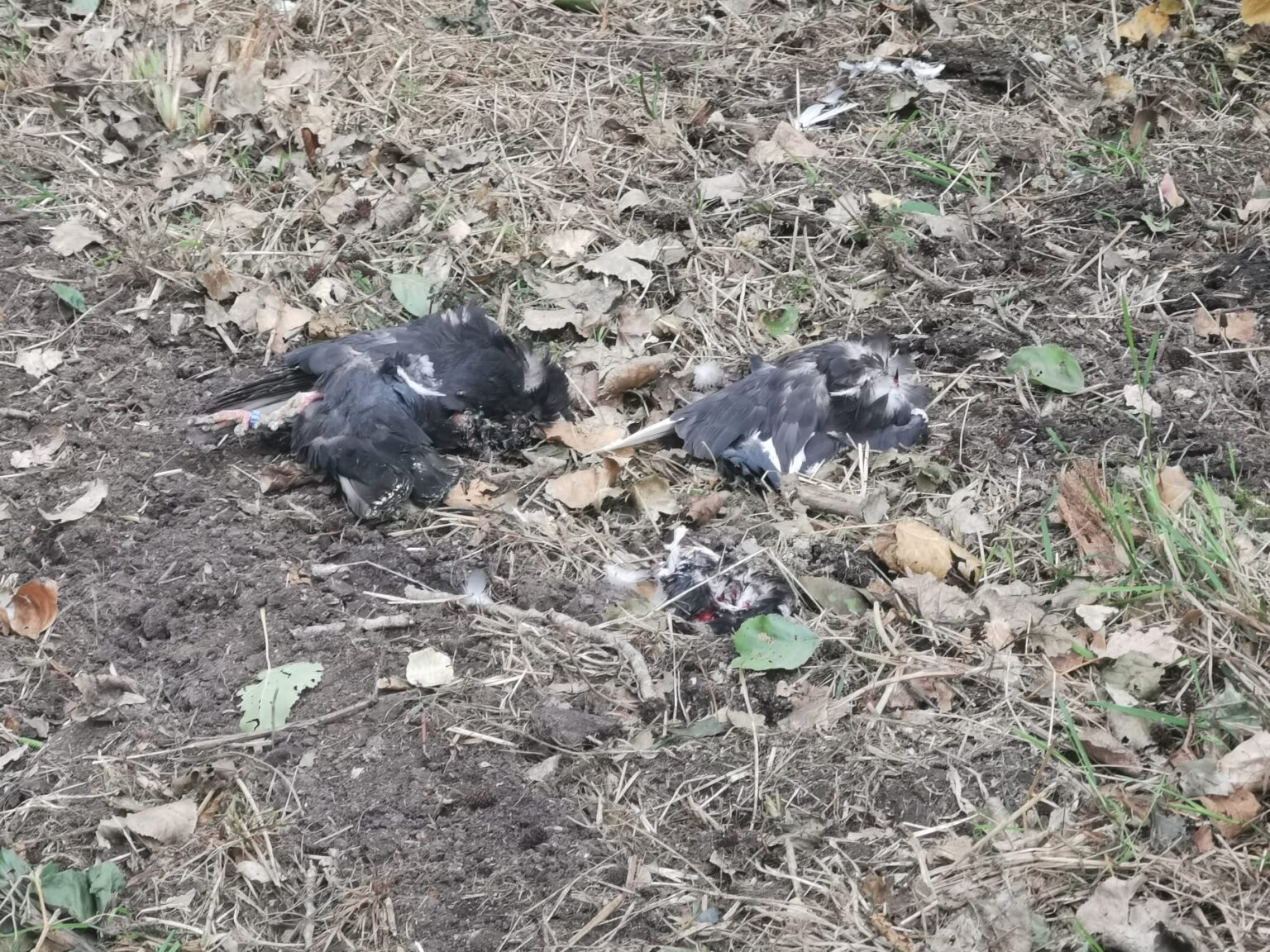 ONAFHANKELIJK DELFT, dè lokale politieke partij van Delft sinds 2006 ...